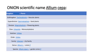 Classification of fruit and vegetables | PPTX
