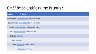 Classification of fruit and vegetables | PPTX