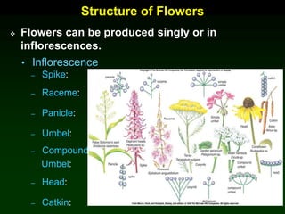 Botany Ch8 Flower Anatomy PPT (4).ppt