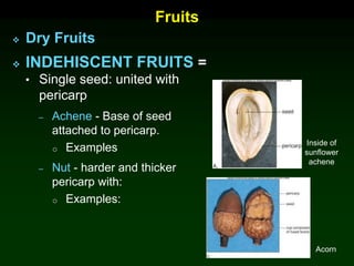 Botany Ch8 Flower Anatomy PPT (4).ppt