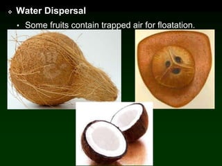 Botany Ch8 Flower Anatomy PPT (4).ppt