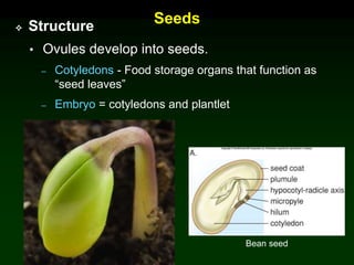 Botany Ch8 Flower Anatomy PPT (4).ppt
