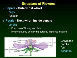 Botany Ch8 Flower Anatomy PPT (4).ppt