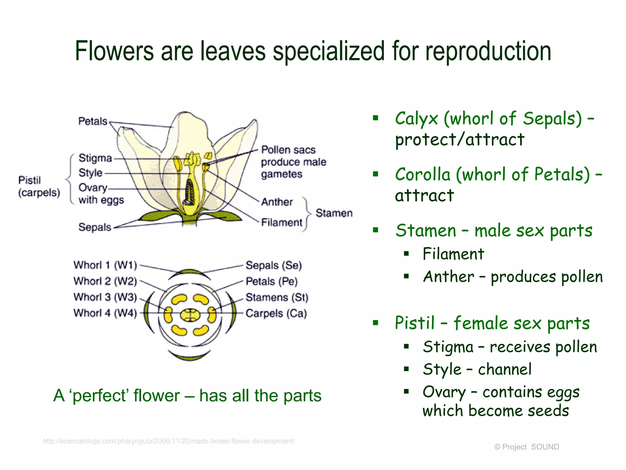 Botany for gardeners 2014 | PDF