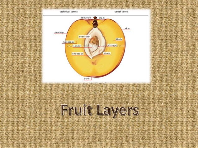 Botany fruits | PPT