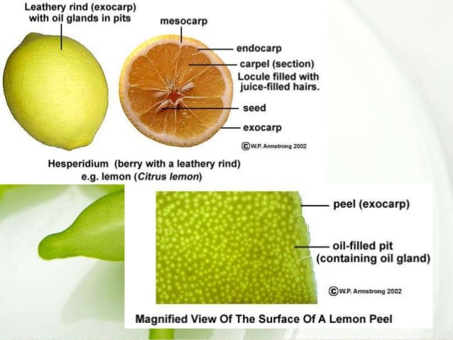 Anatomy Of Citrus Fruit List Of Citrus Fruits And Benefits Of Citrus