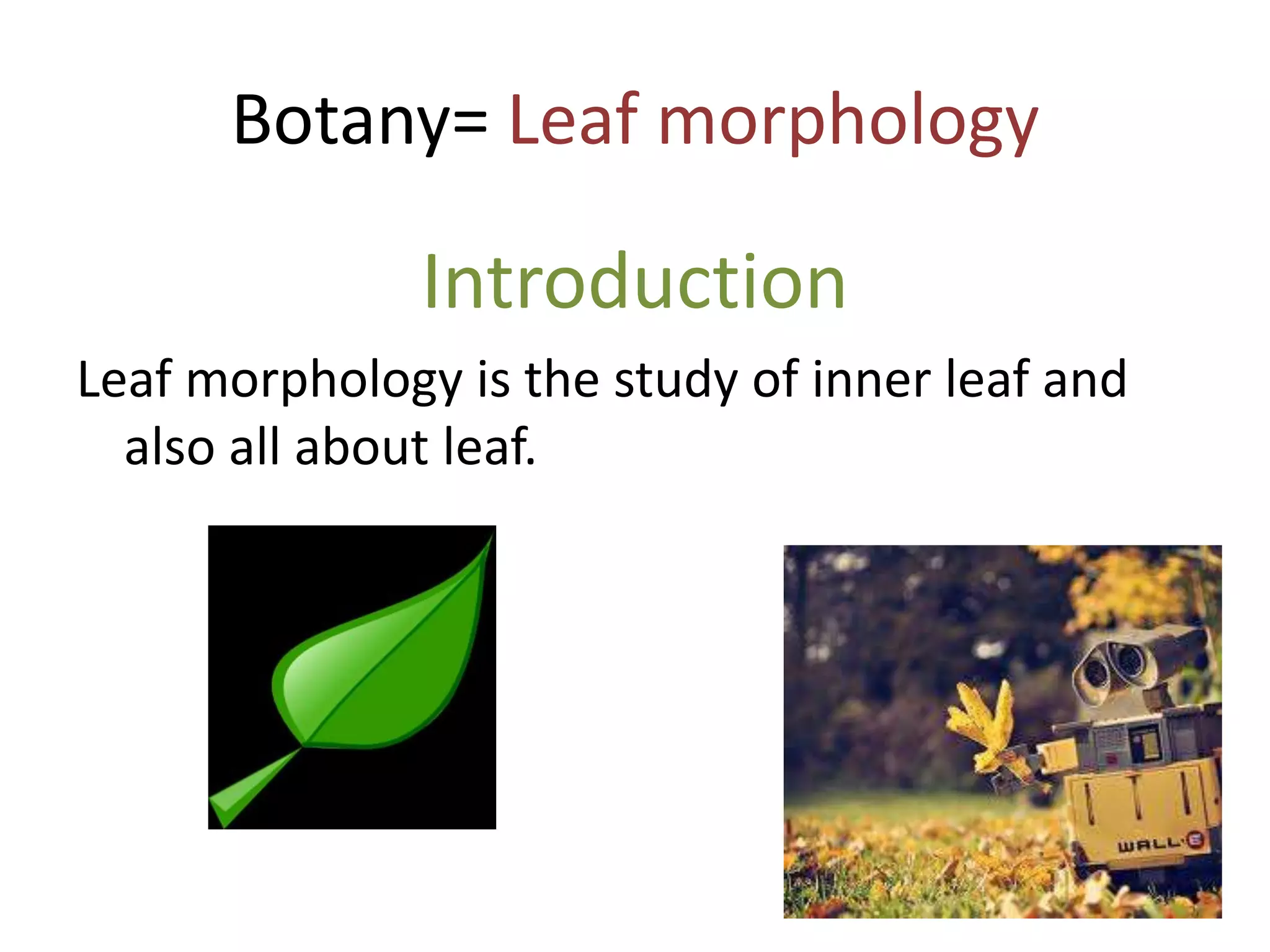 Botany= leaf morphology | PPT