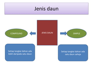 Botany= leaf morphology | PPT