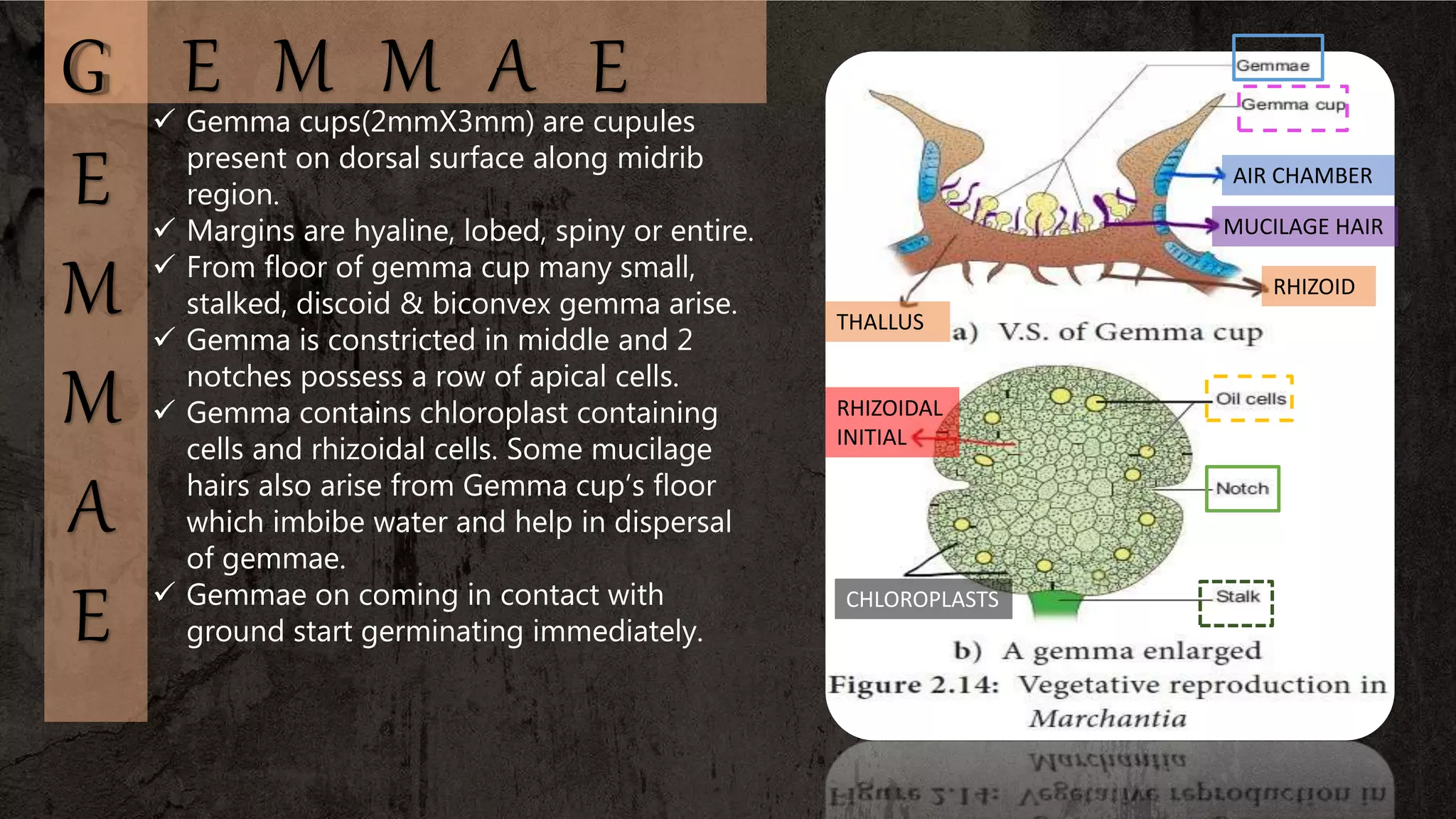 MARCHANTIA | PPTX