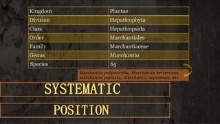 MARCHANTIA | PPTX | Biological Sciences | Science