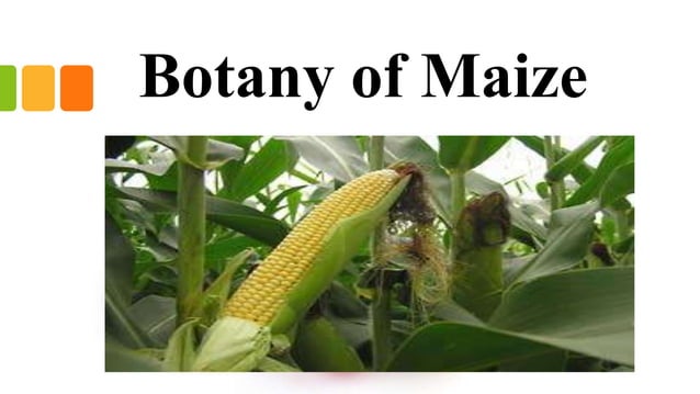 Botany of maize | PPTX