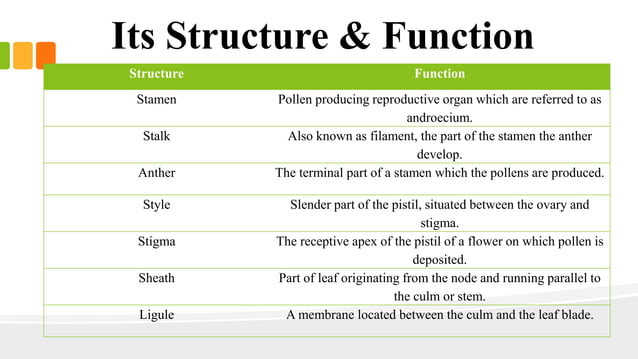 Botany of maize | PPTX