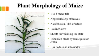 Botany of maize | PPTX