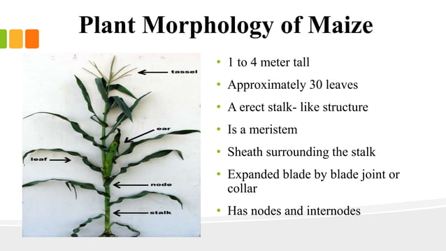 Botany of maize | PPTX