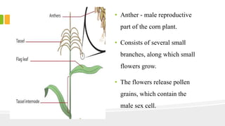 Maize Plant Diagram