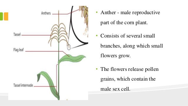 Botany of maize