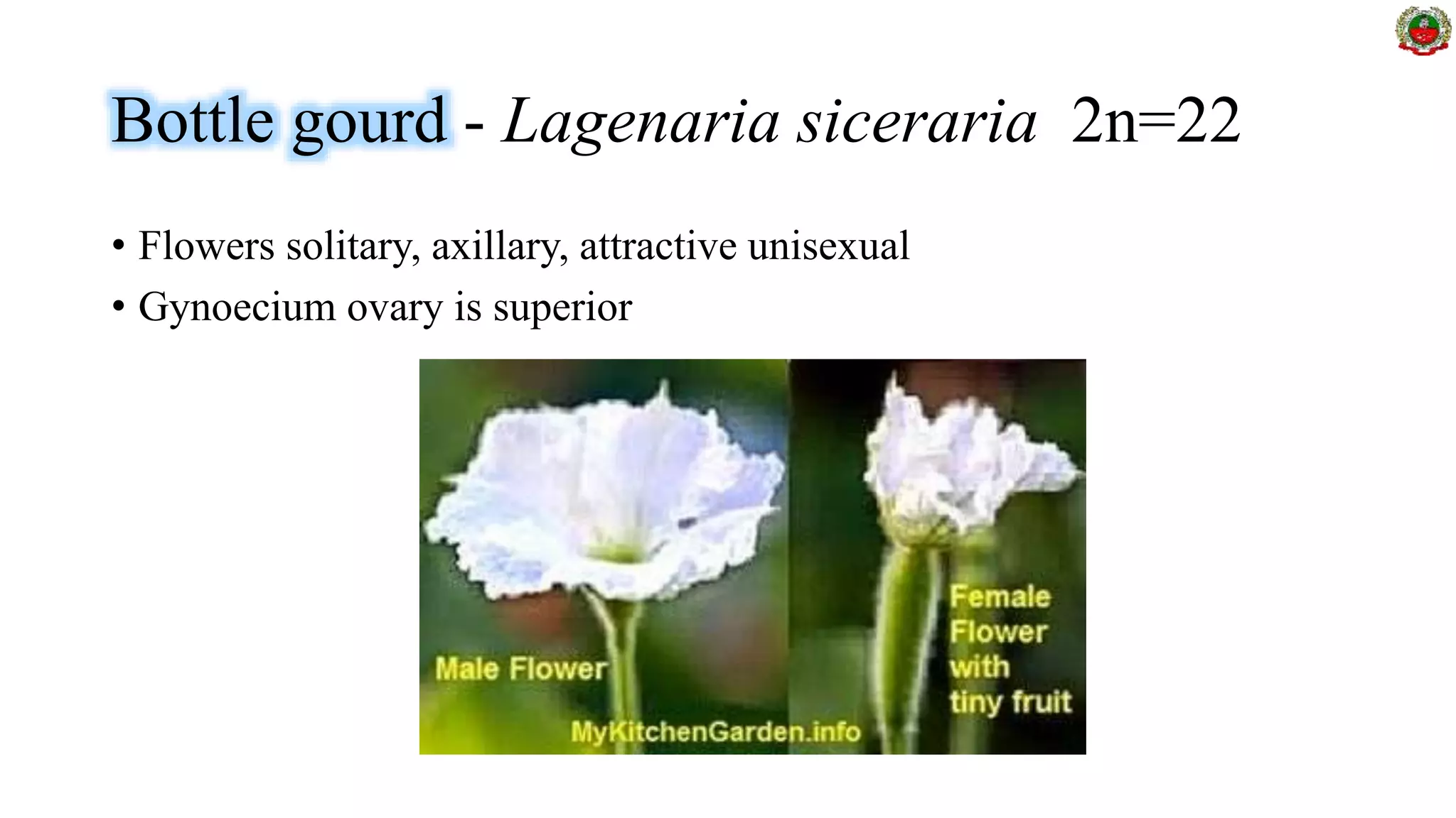 Botany of snake, bottle,ridge , ivy gourds | PPTX