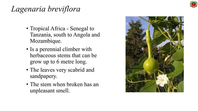 Botany of snake, bottle,ridge , ivy gourds | PPTX | Gardening | Home & Garden