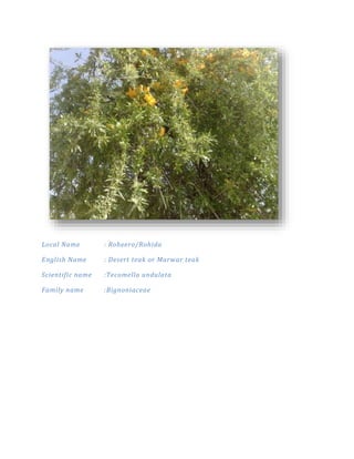 plants found in thar desert | PDF