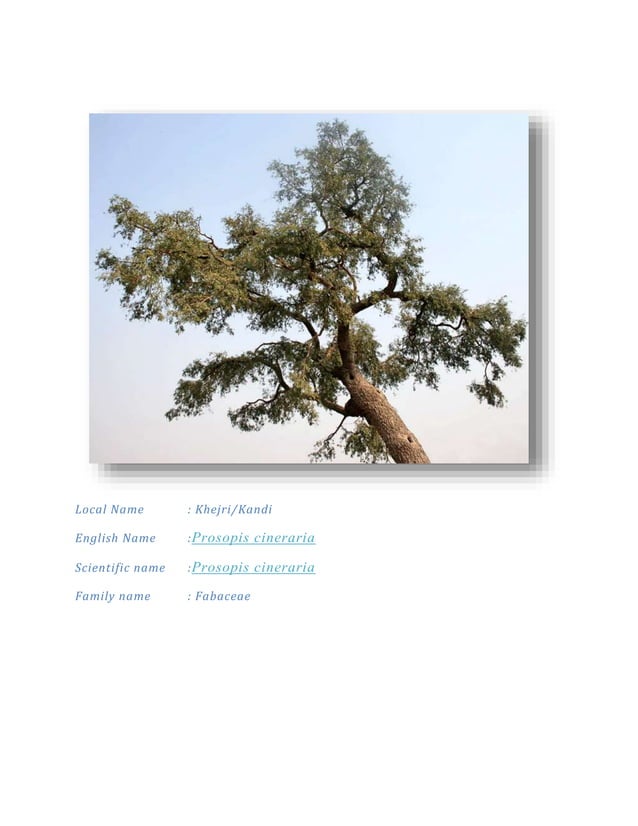 plants found in thar desert | PDF
