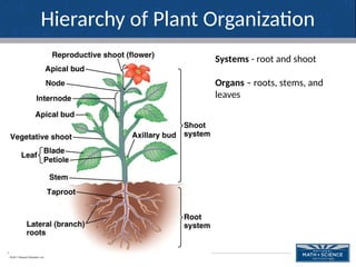 General Botany Part I - Plant Overview.ppt
