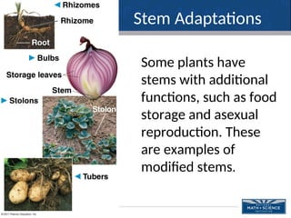 General Botany Part I - Plant Overview.ppt
