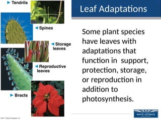 General Botany Part I - Plant Overview.ppt