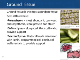 General Botany Part I - Plant Overview.ppt