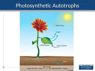 General Botany Part I - Plant Overview.ppt