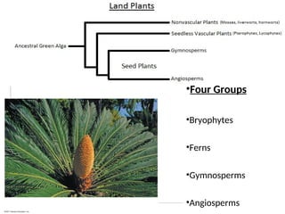 General Botany Part I - Plant Overview.ppt