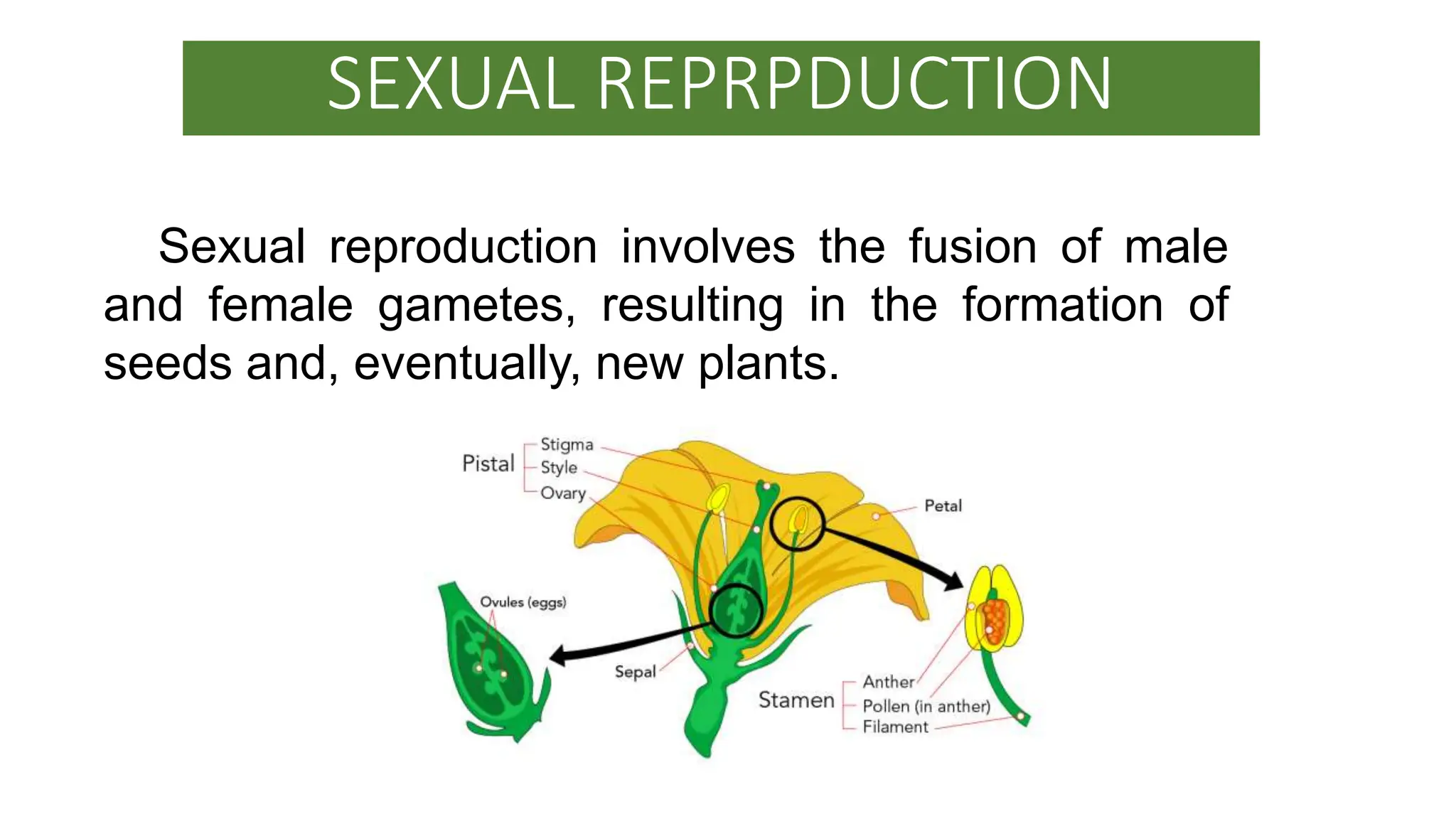 BOTANY POWERPOINT.pptxFLOWER, FRUIT, SEEDS | PPTX