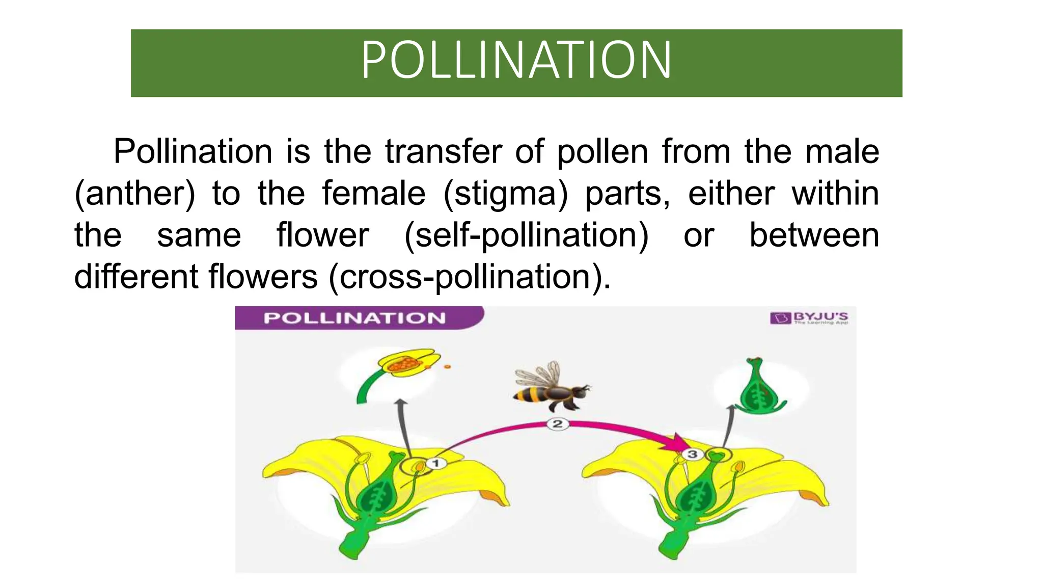 BOTANY POWERPOINT.pptxFLOWER, FRUIT, SEEDS | PPTX