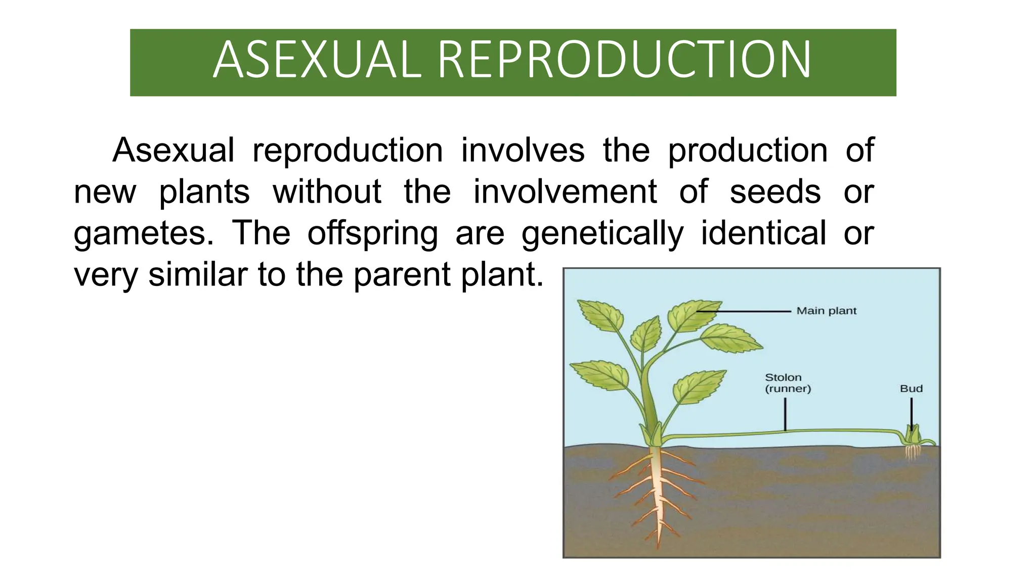 BOTANY POWERPOINT.pptxFLOWER, FRUIT, SEEDS | PPTX