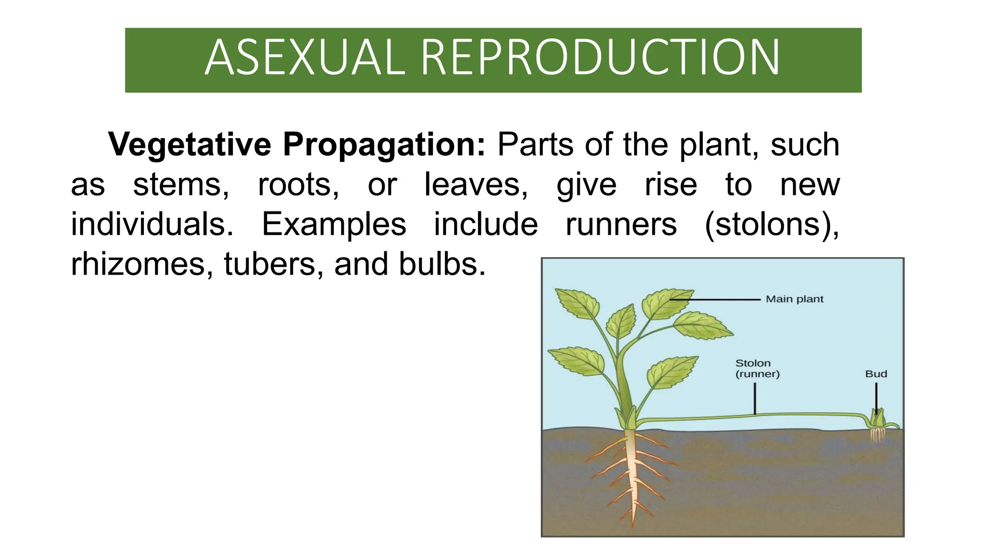 BOTANY POWERPOINT.pptxFLOWER, FRUIT, SEEDS | PPTX