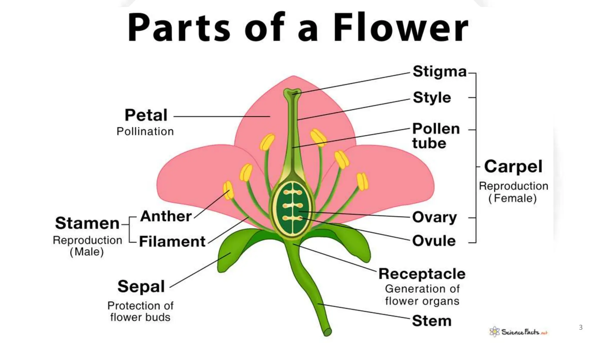 BOTANY POWERPOINT.pptxFLOWER, FRUIT, SEEDS | PPTX