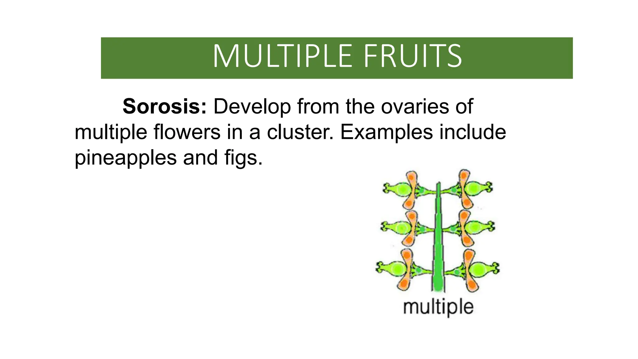 BOTANY POWERPOINT.pptxFLOWER, FRUIT, SEEDS | PPTX