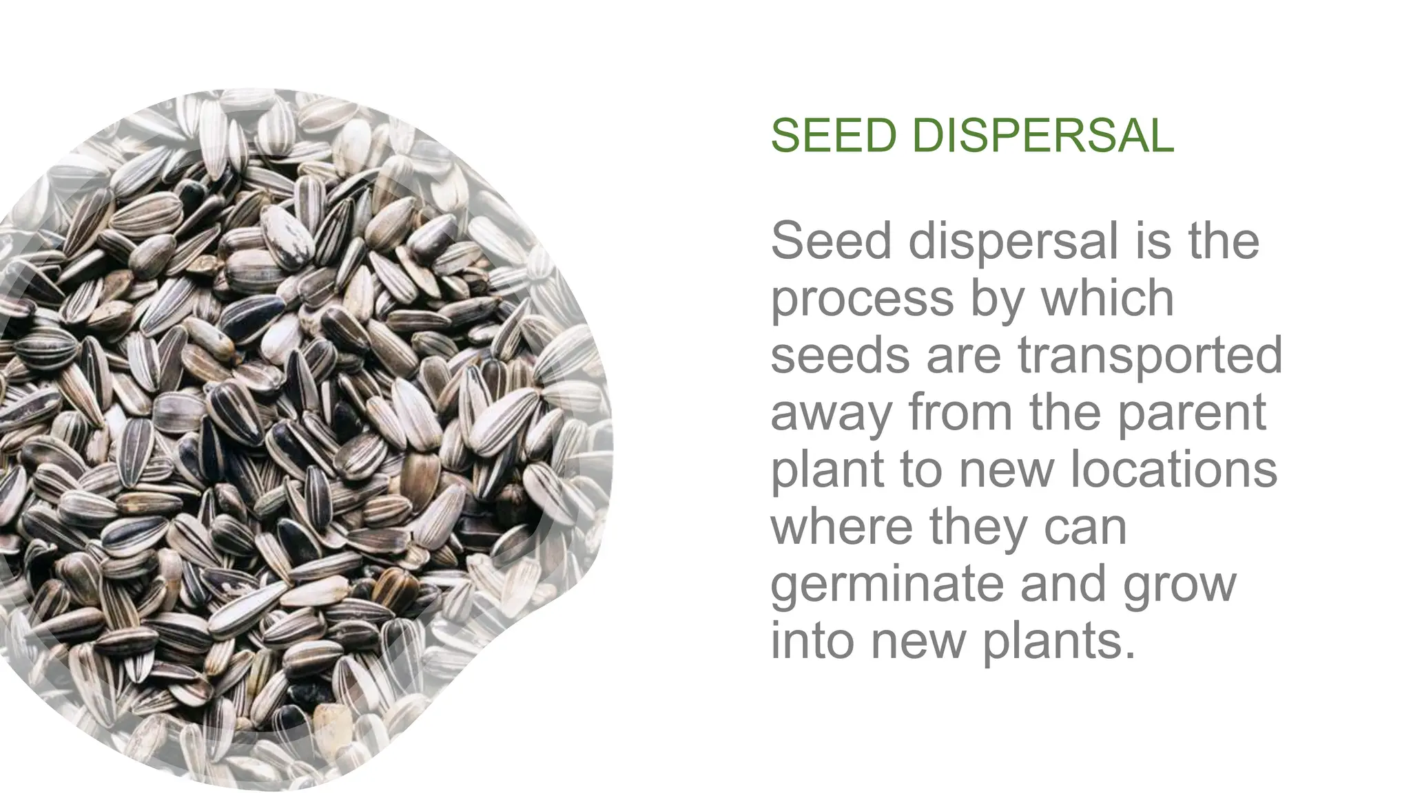 BOTANY POWERPOINT.pptxFLOWER, FRUIT, SEEDS | PPTX