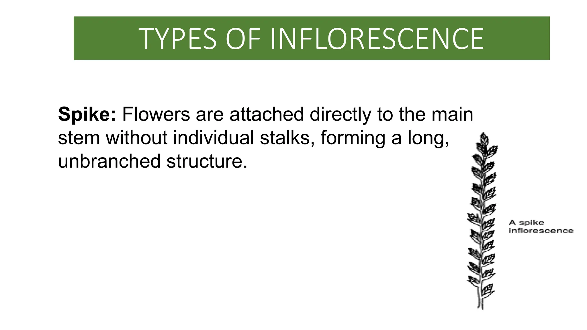 BOTANY POWERPOINT.pptxFLOWER, FRUIT, SEEDS | PPTX