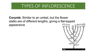 BOTANY POWERPOINT.pptxFLOWER, FRUIT, SEEDS | PPTX