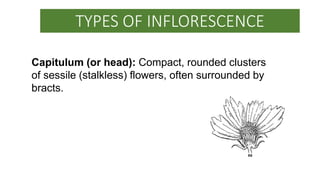 BOTANY POWERPOINT.pptxFLOWER, FRUIT, SEEDS | PPTX