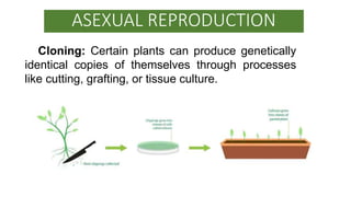 BOTANY POWERPOINT.pptxFLOWER, FRUIT, SEEDS | PPTX