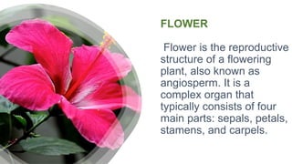 BOTANY POWERPOINT.pptxFLOWER, FRUIT, SEEDS | PPTX