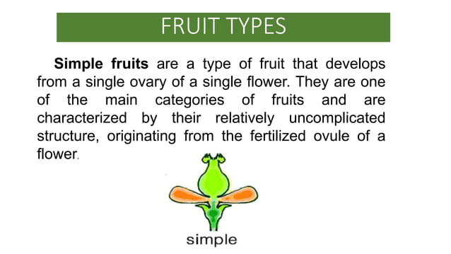 BOTANY POWERPOINT.pptxFLOWER, FRUIT, SEEDS | PPTX