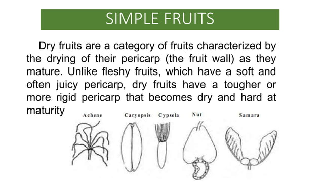 BOTANY POWERPOINT.pptxFLOWER, FRUIT, SEEDS | PPTX
