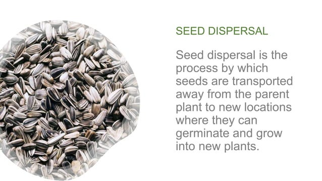 BOTANY POWERPOINT.pptxFLOWER, FRUIT, SEEDS | PPTX