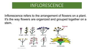 BOTANY POWERPOINT.pptxFLOWER, FRUIT, SEEDS | PPTX