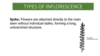 BOTANY POWERPOINT.pptxFLOWER, FRUIT, SEEDS | PPTX