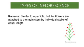 BOTANY POWERPOINT.pptxFLOWER, FRUIT, SEEDS | PPTX