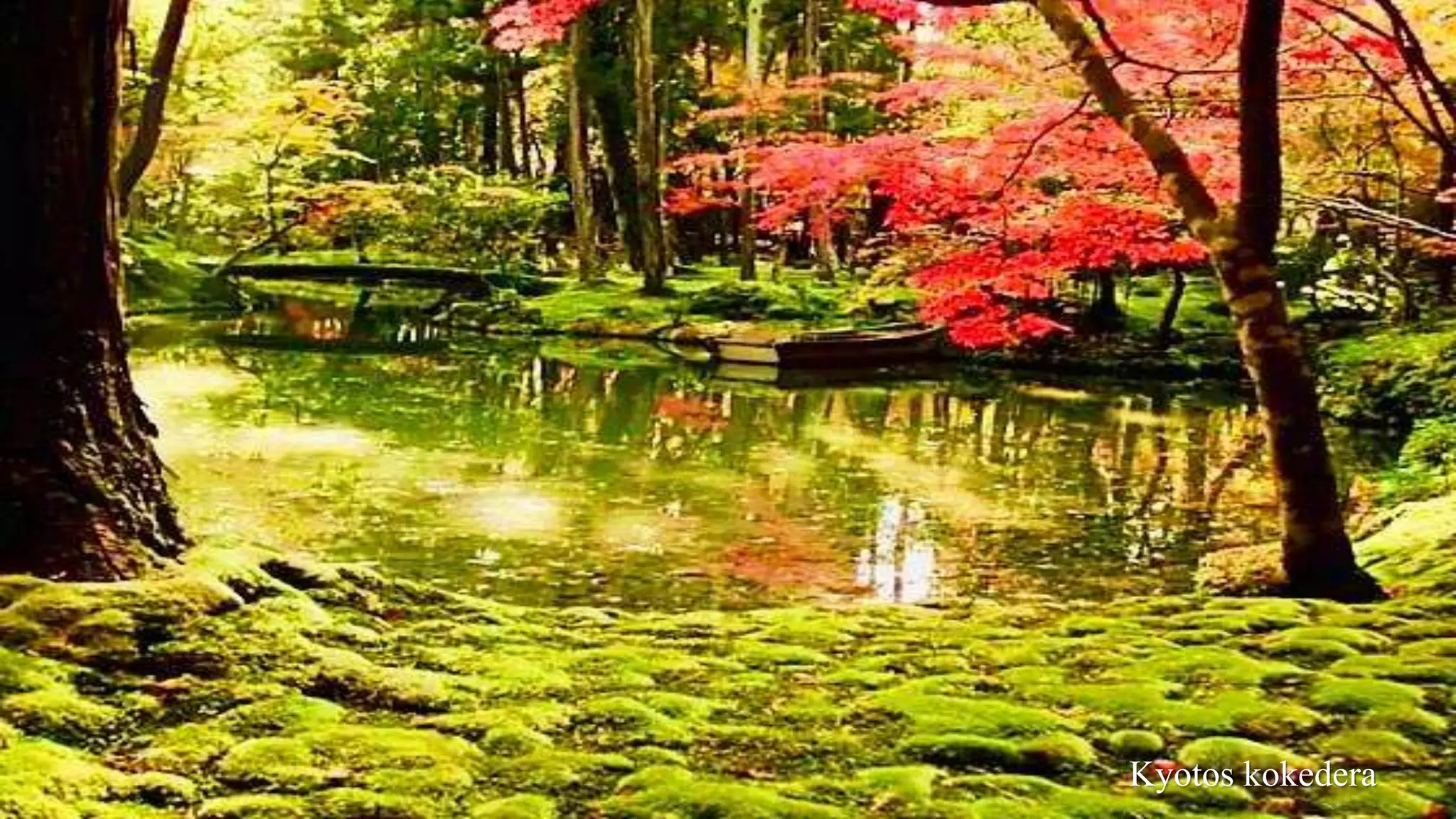 botany ppt.bryophyta.pptx