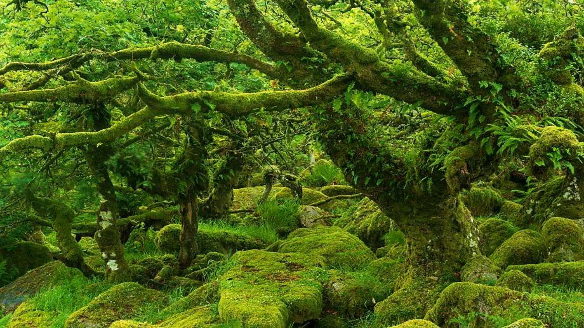 botany ppt.bryophyta.pptx